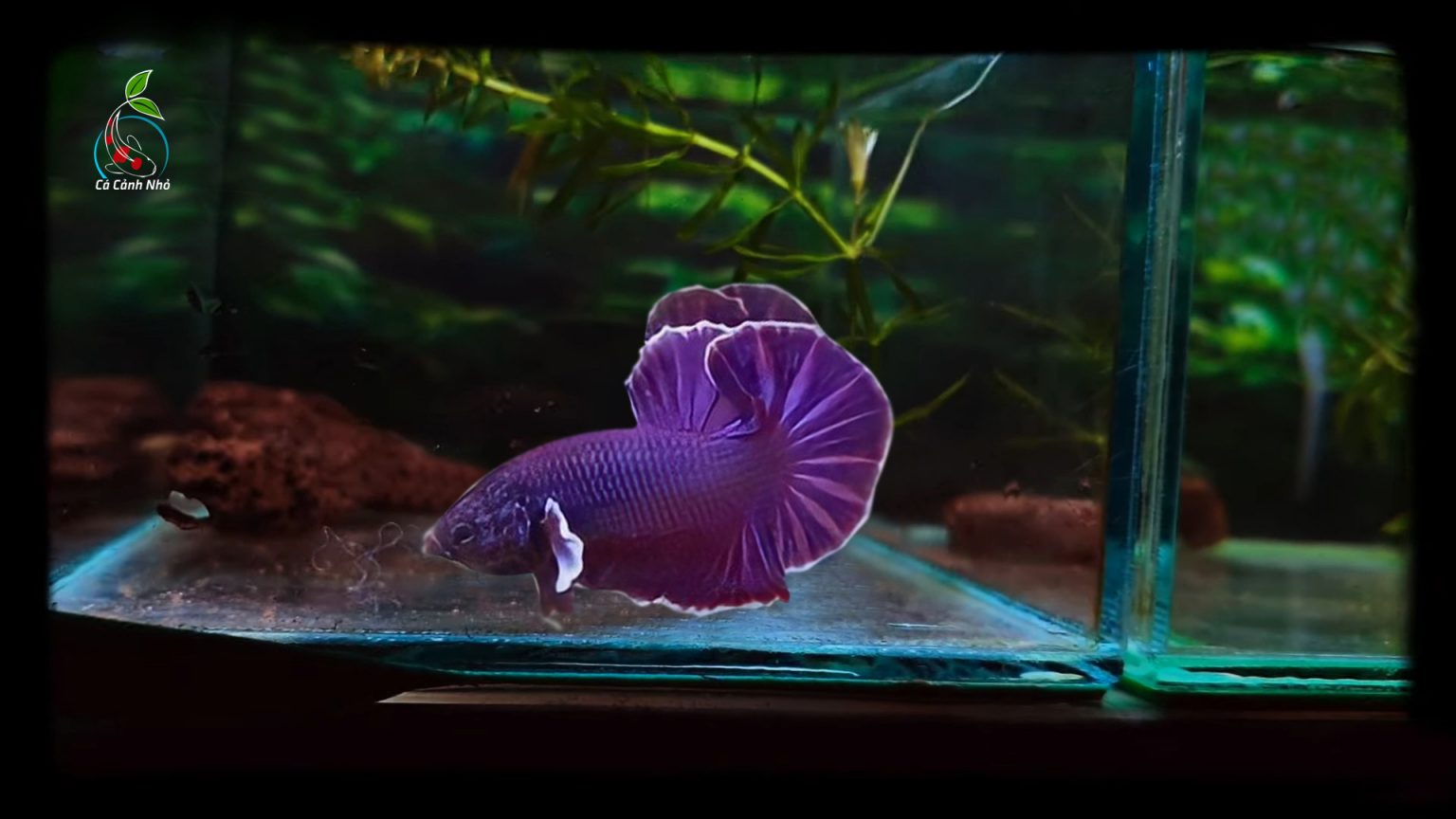 Cá Betta Rồng Tím - Giống Cá Betta Rồng Hiếm Nhất